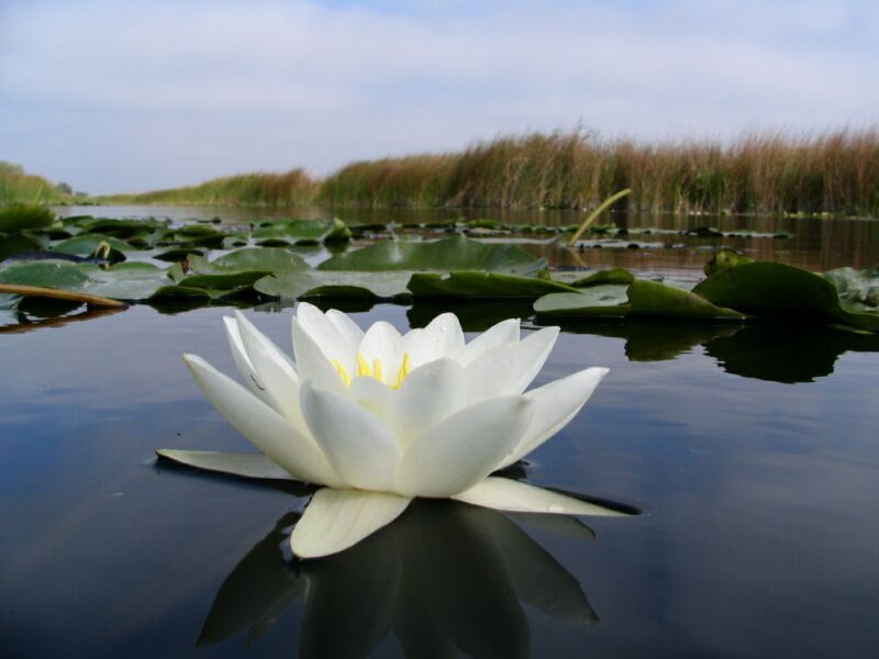 Vizitati Delta Dunarii